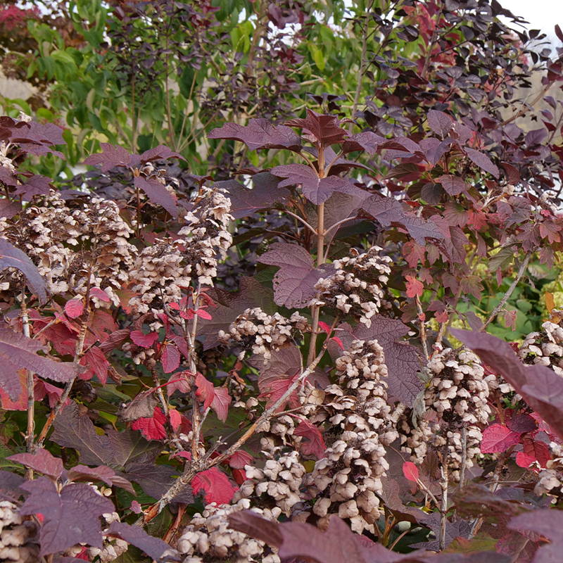 5 Hydrangea Shrubs With Stunning Fall Color